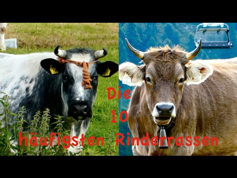 RINDERRASSEN - Übersicht verschiedener Rinderassen zur Steakzubereitung